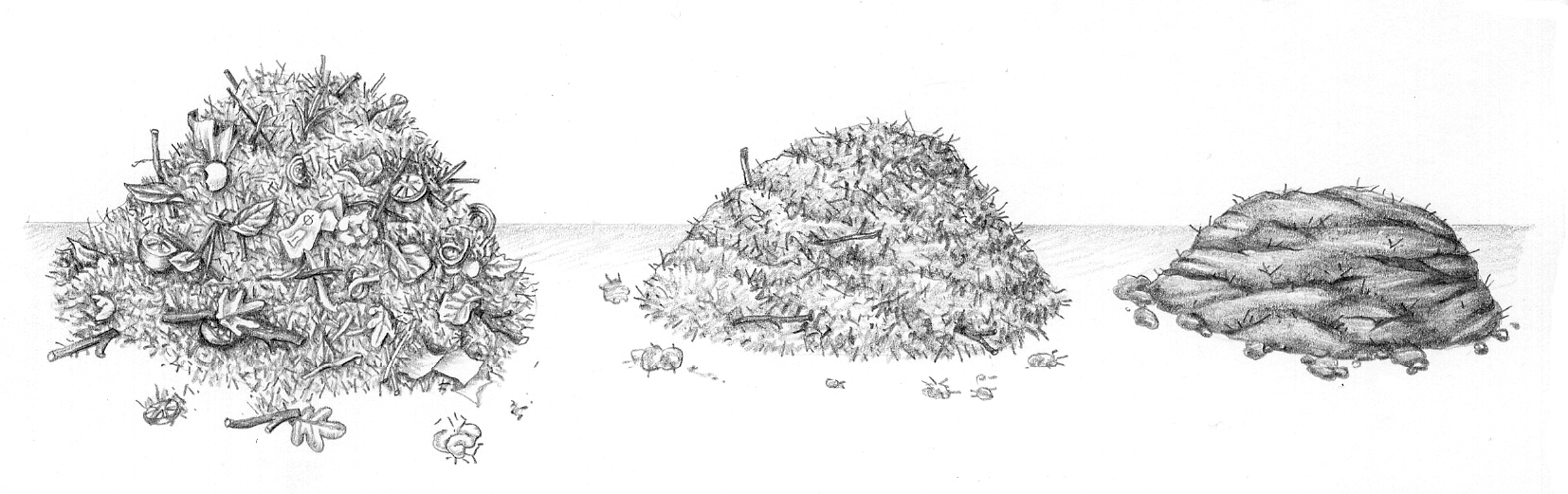 The three stages of compost - Lizzie Harper