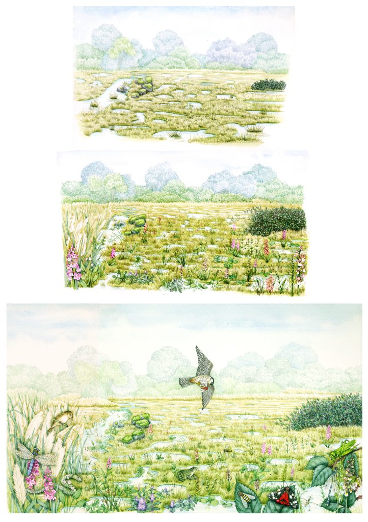 Three stages of successionin a fen landscape - Lizzie Harper