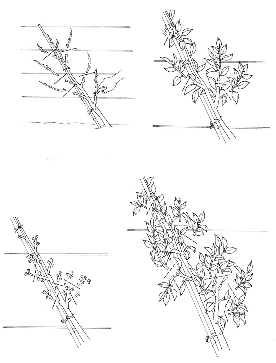 Gardening Archives - Page 12 of 15 - Lizzie Harper