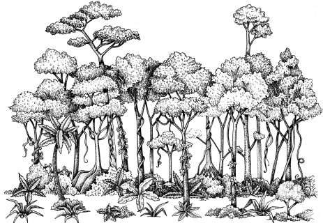 Schematic of trees in a tropical forest - Lizzie Harper