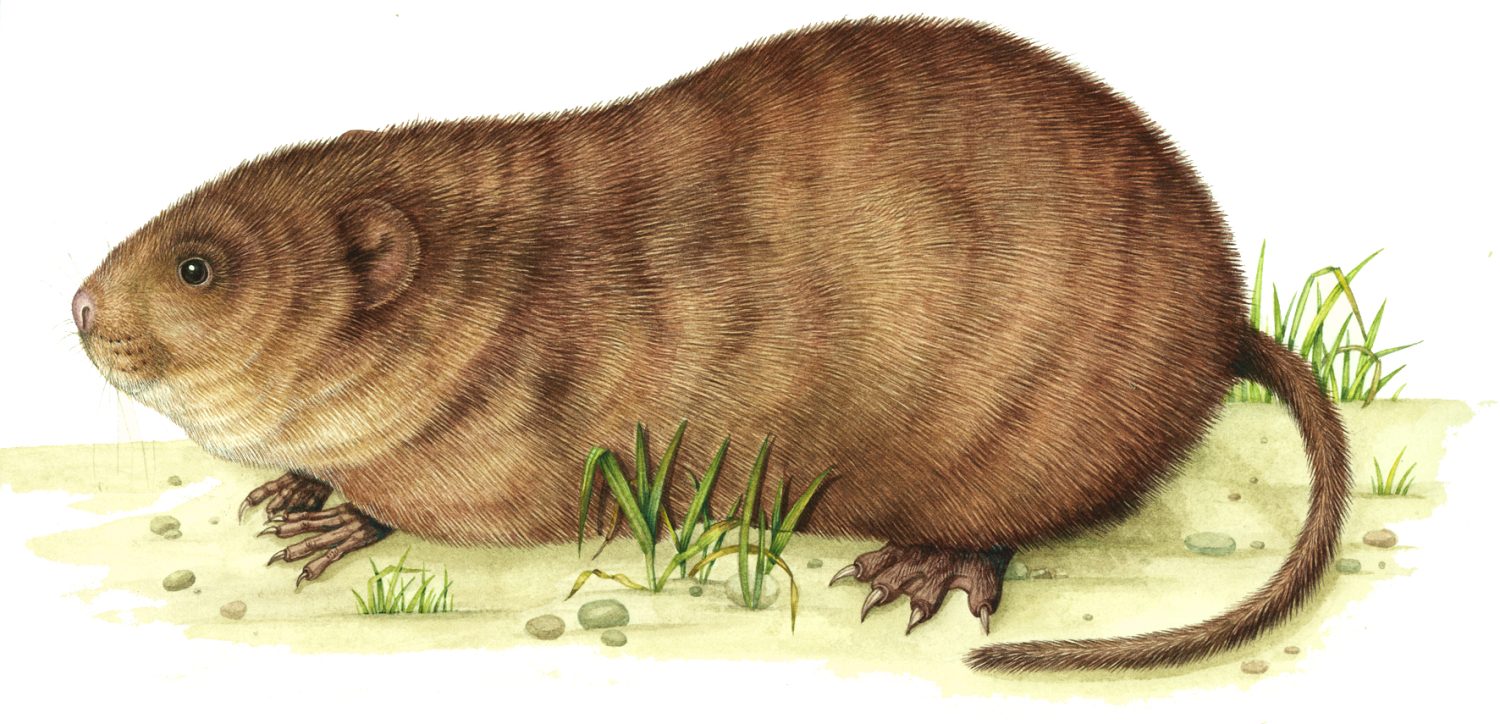 Water vole Arvicola amphibius 4 - Lizzie Harper