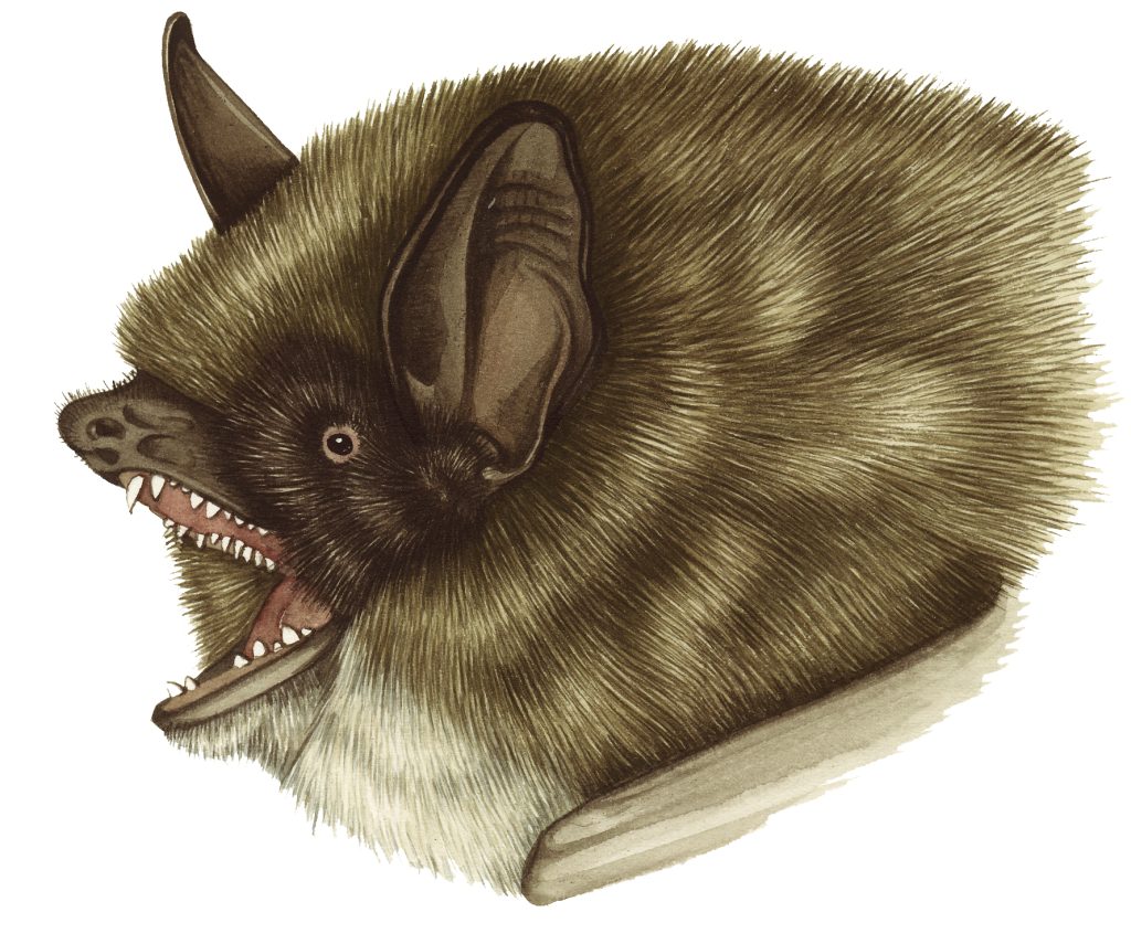 Whiskered bat Myotis mystacinus head - Lizzie Harper