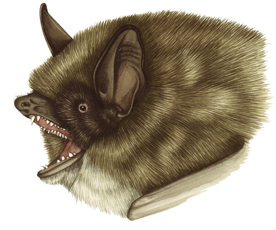Whiskered bat Myotis mystacinus head - Lizzie Harper