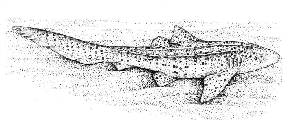 Fish Archives - Lizzie Harper
