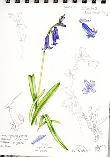Telling Bluebell species apart - Lizzie Harper