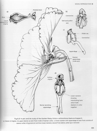 Pansy step by step sketchbook study - Lizzie Harper