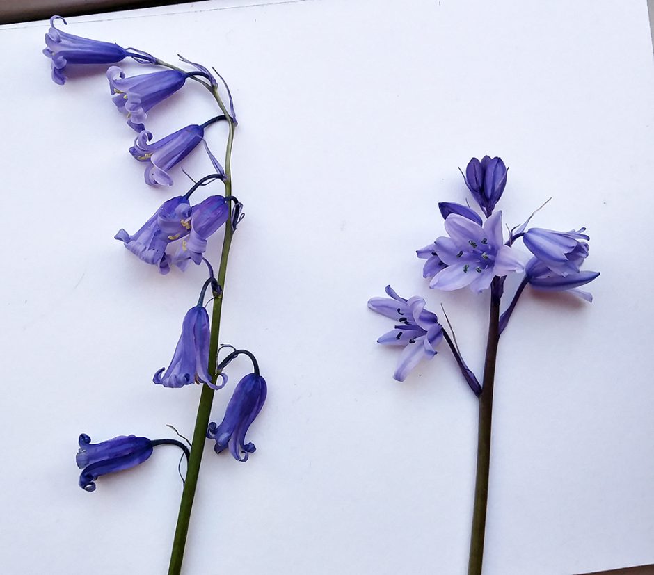 Bluebells - Lizzie Harper