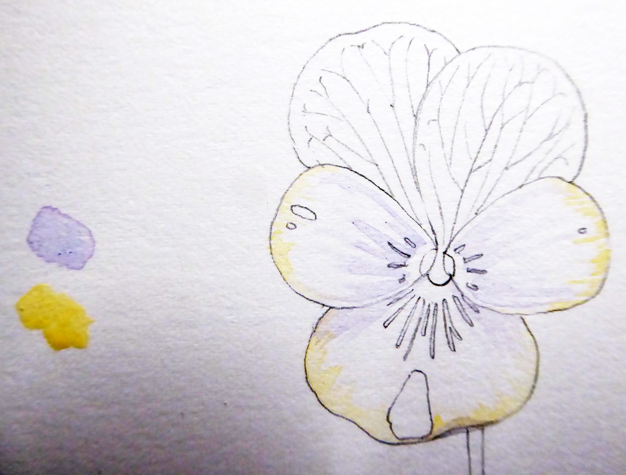 Pansy step by step sketchbook study - Lizzie Harper