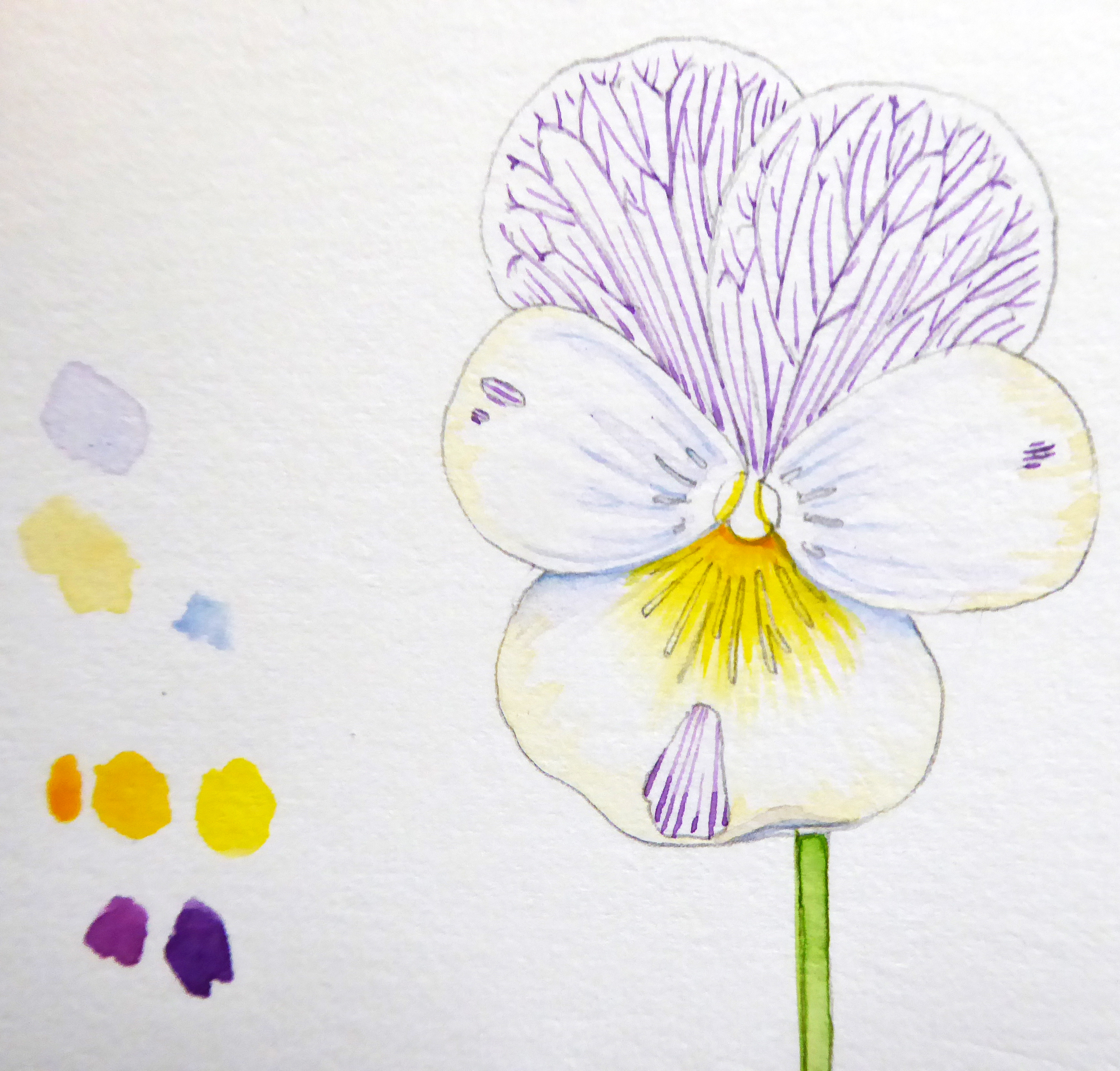 Pansy step by step sketchbook study - Lizzie Harper