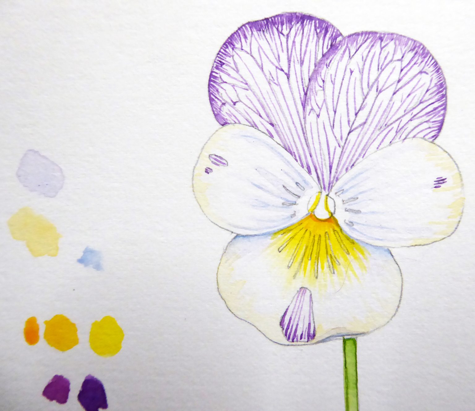 Pansy step by step sketchbook study - Lizzie Harper