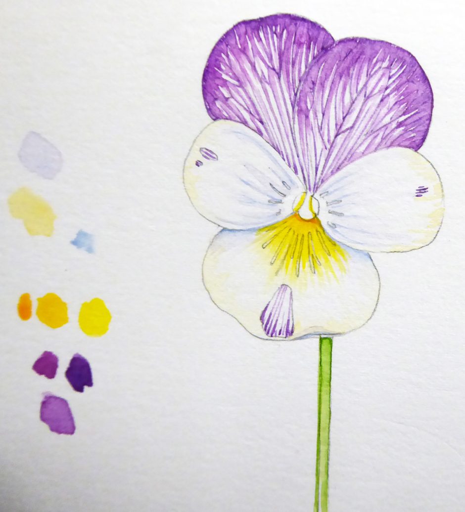 Pansy step by step sketchbook study - Lizzie Harper