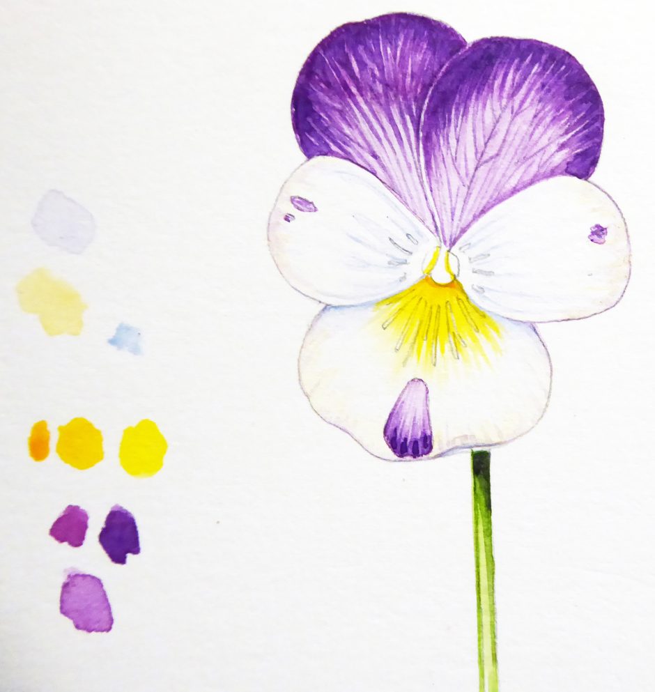 Pansy step by step sketchbook study - Lizzie Harper