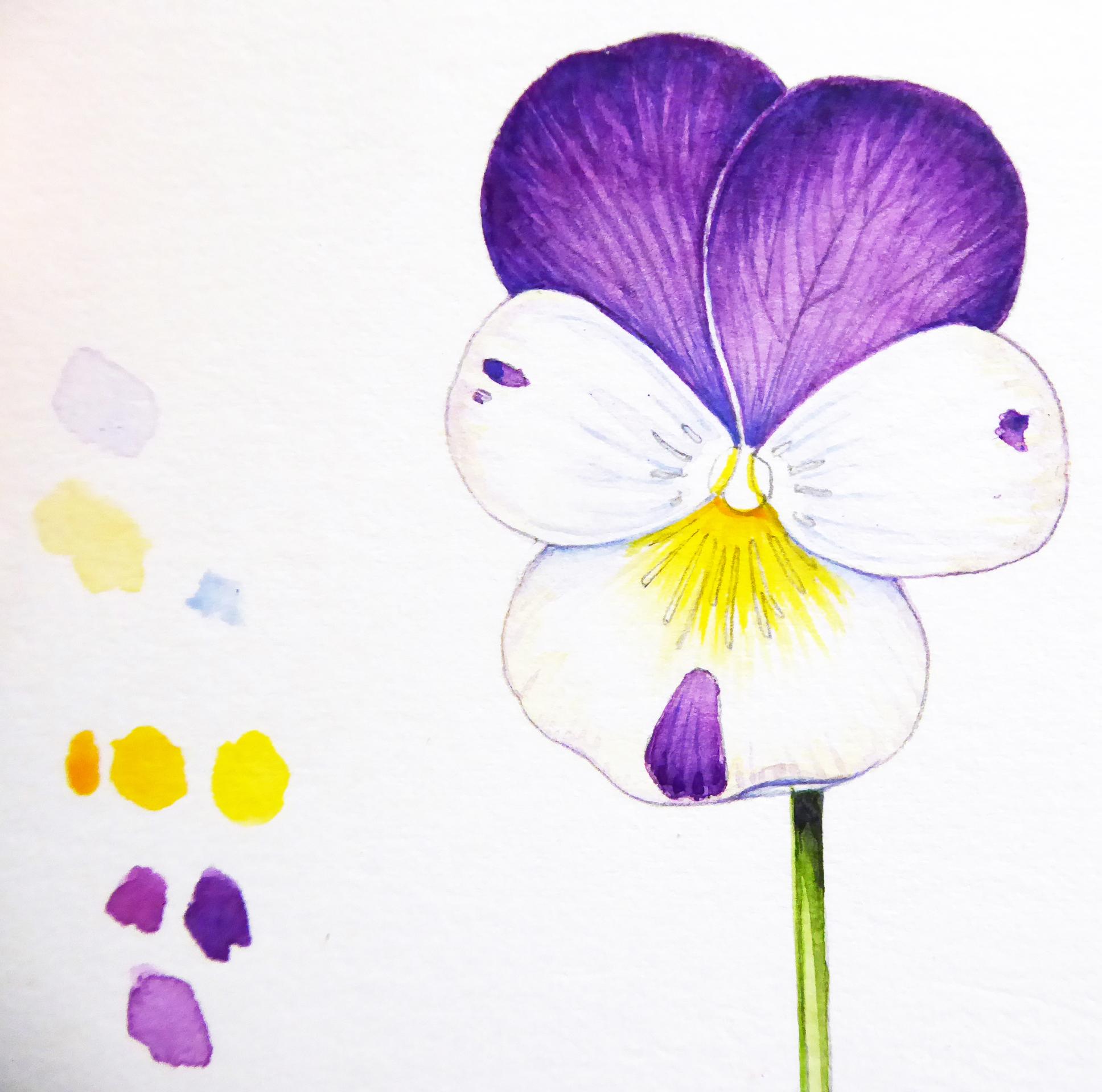 Pansy step by step sketchbook study - Lizzie Harper