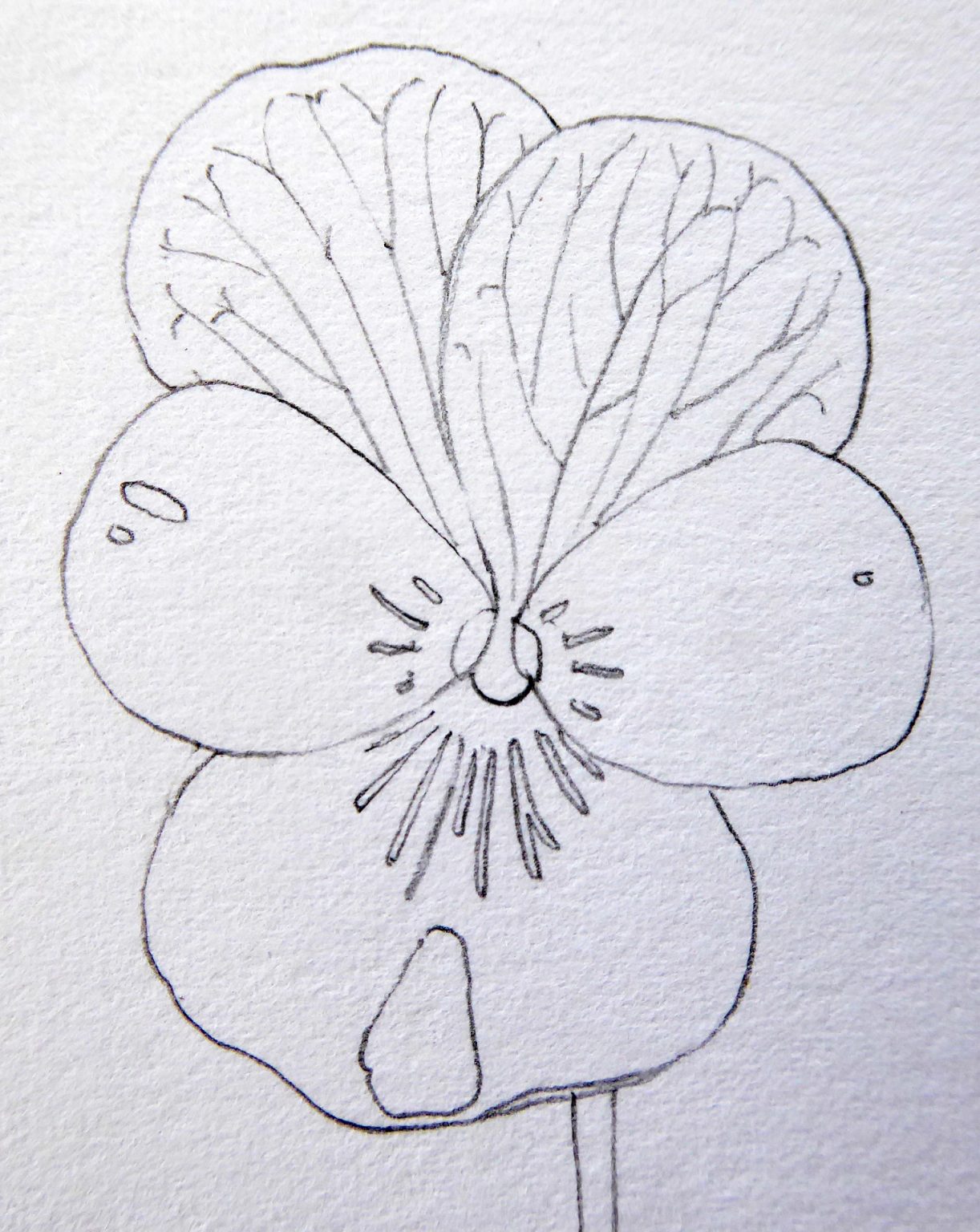 Pansy step by step sketchbook study - Lizzie Harper