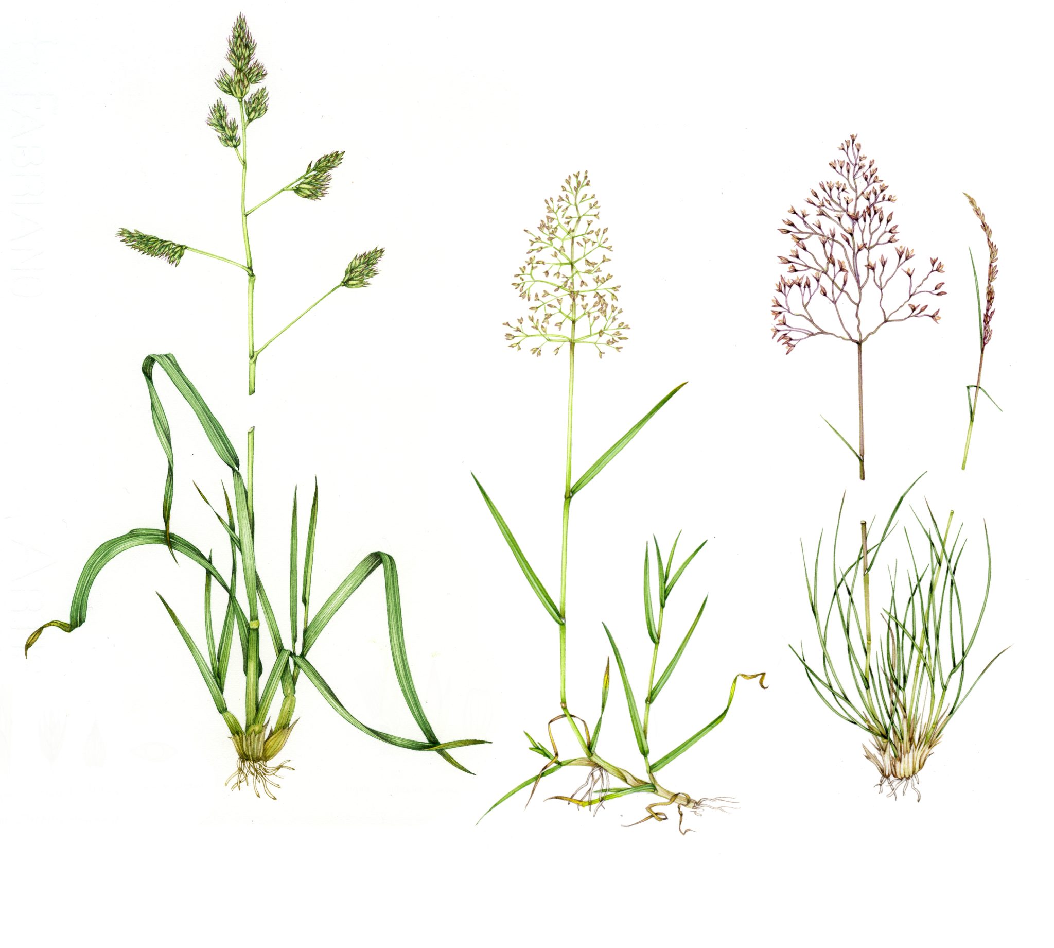 Cocksfoot Dactylis glomerata Deschampsia Agrostis by botanical ...