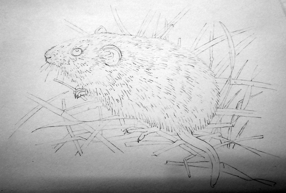 Field Vole step by step illustration - Lizzie Harper