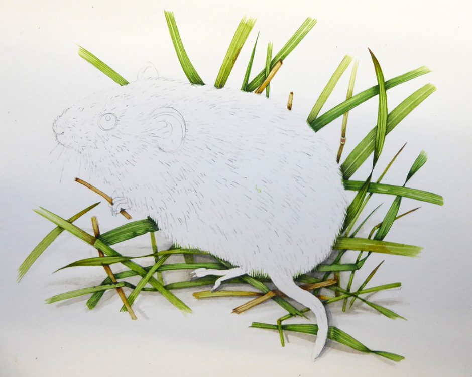 Field Vole step by step illustration - Lizzie Harper