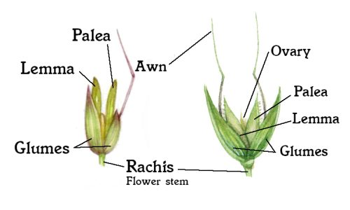 Grass: An introduction - Lizzie Harper