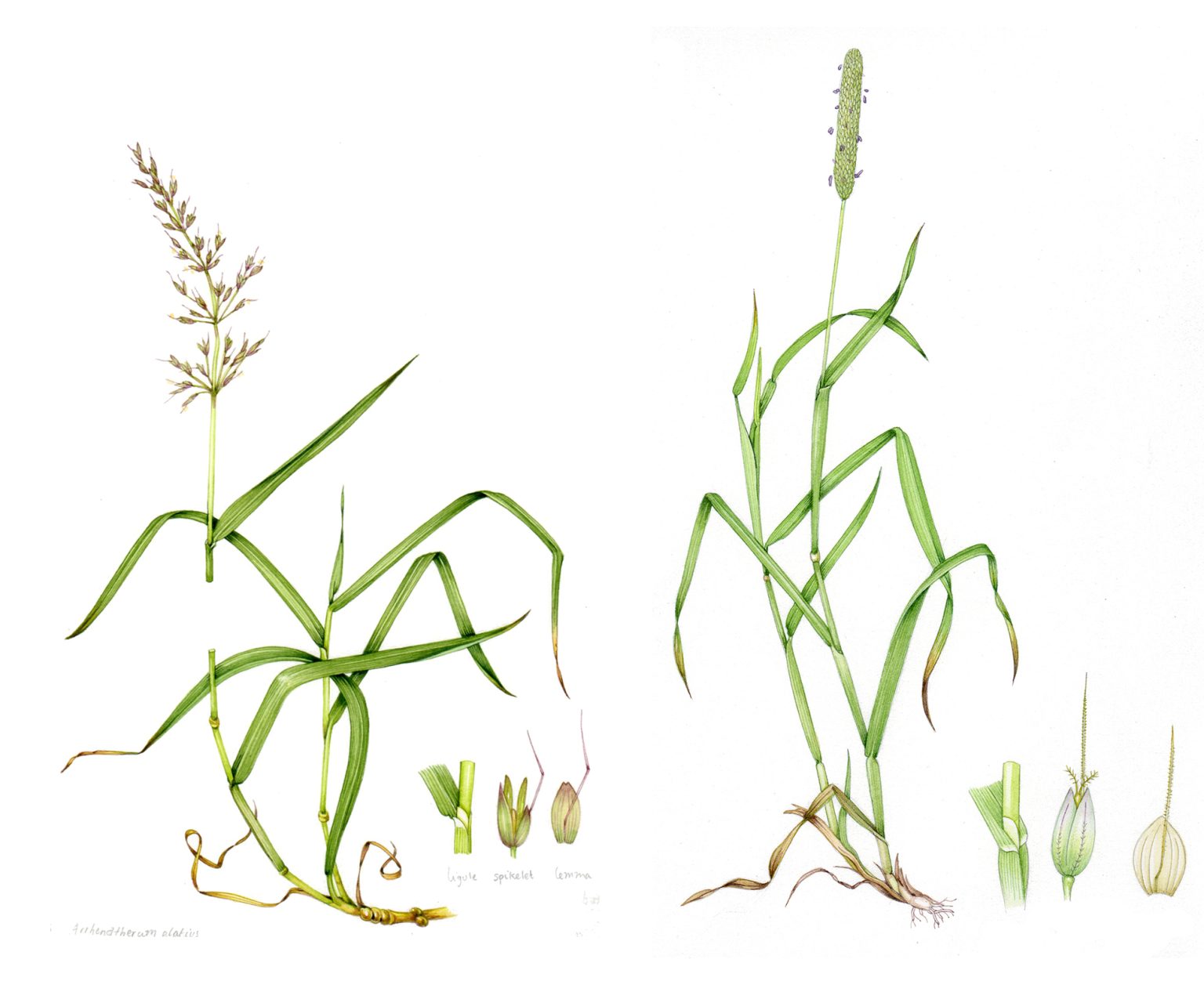 Grass: An introduction - Lizzie Harper