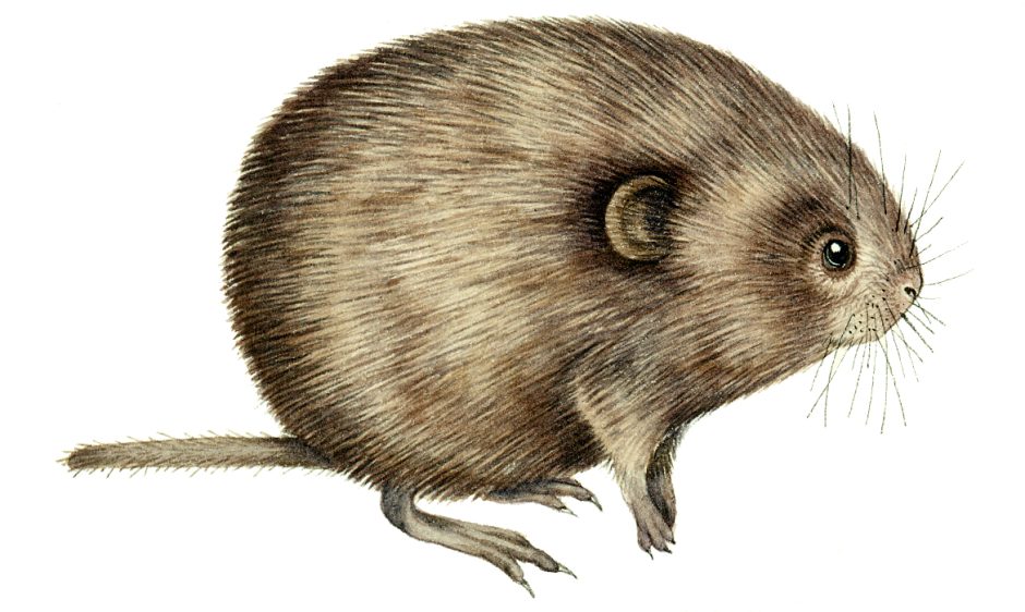 Field Vole step by step illustration - Lizzie Harper