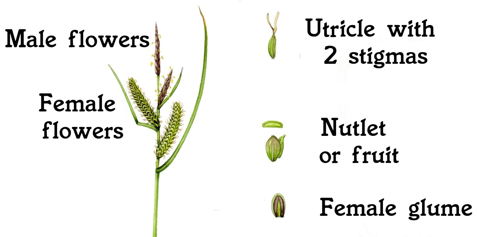 Sedges: An introduction - Lizzie Harper