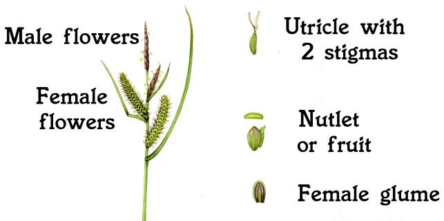 Sedges: An introduction - Lizzie Harper