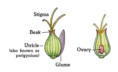 Sedges: An introduction - Lizzie Harper