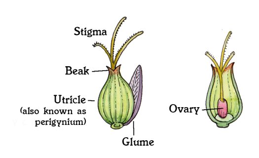 Sedges: An introduction - Lizzie Harper