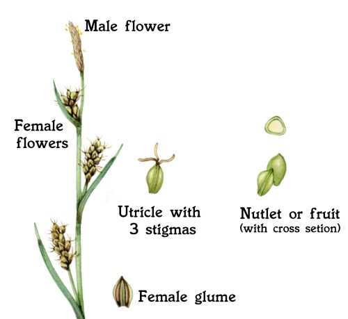 Sedges: An introduction - Lizzie Harper