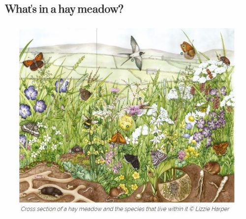 Illustrating a Cross section of Hay Meadow - Lizzie Harper