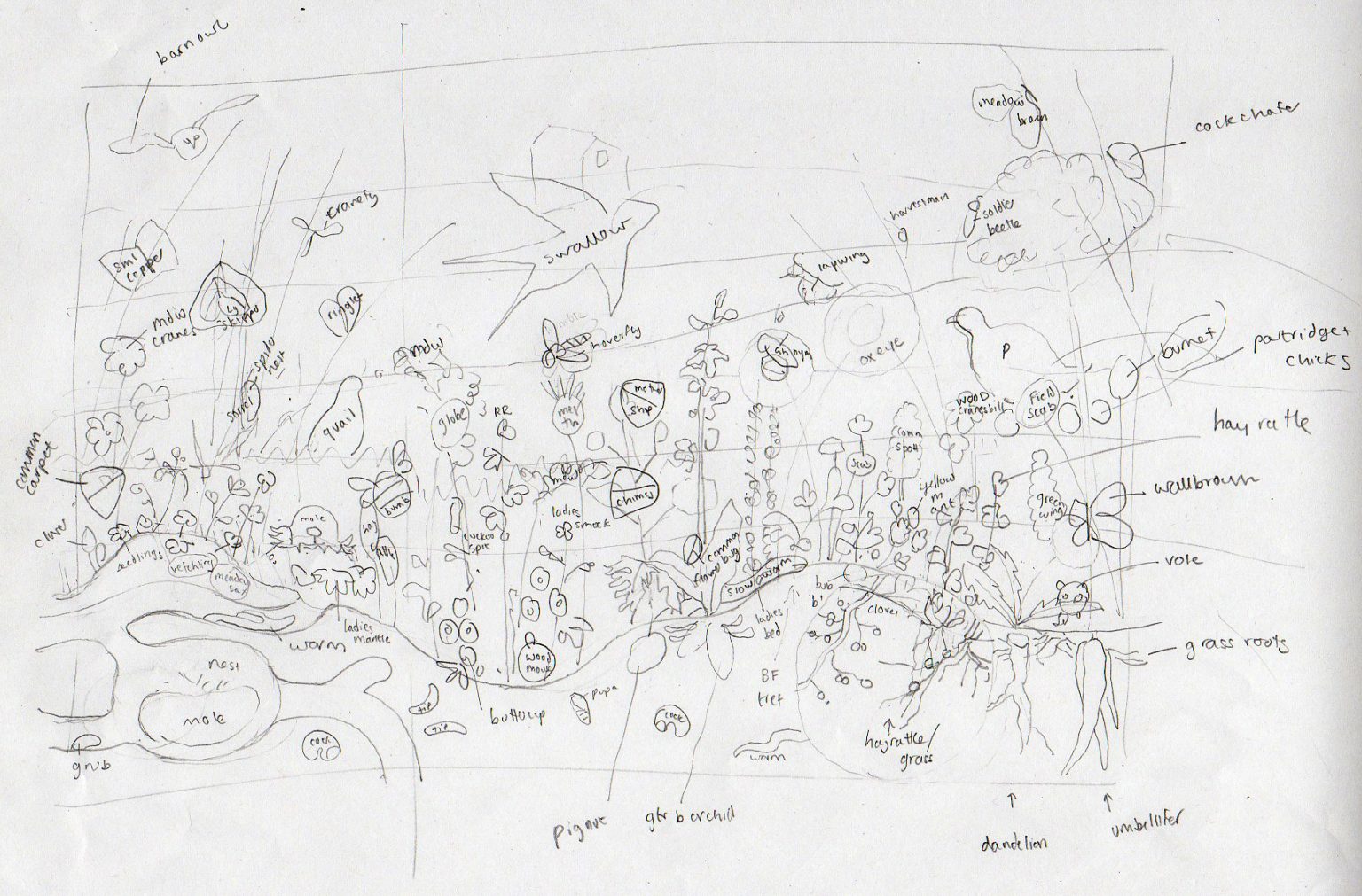 Illustrating a Cross section of Hay Meadow - Lizzie Harper