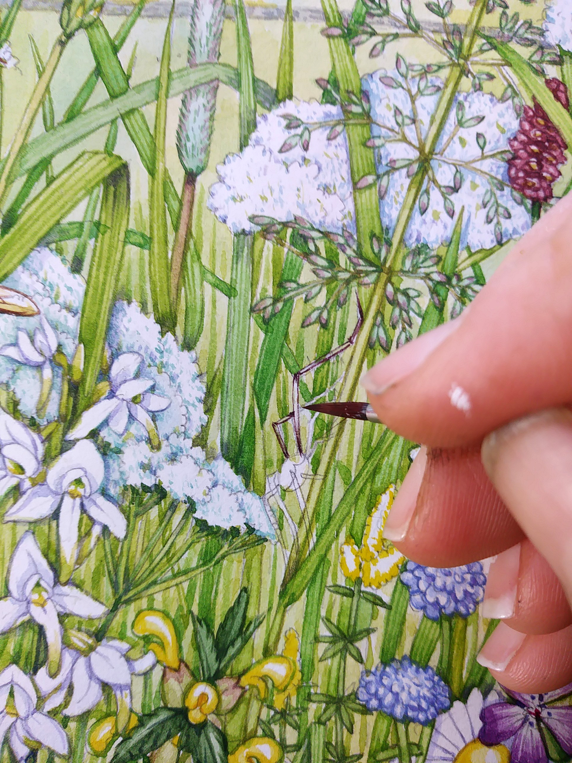 BBC harvestman illustration by Lizzie Harper - Lizzie Harper