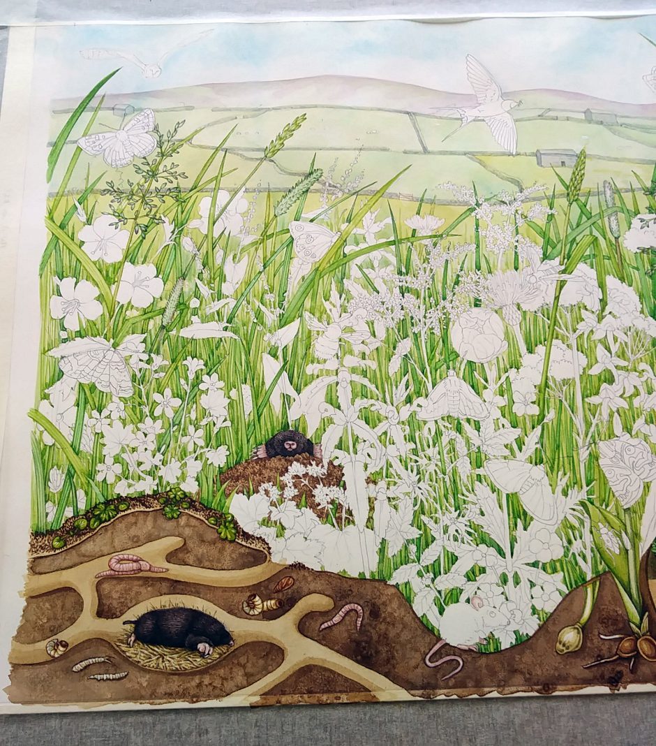 Illustrating a Cross section of Hay Meadow - Lizzie Harper