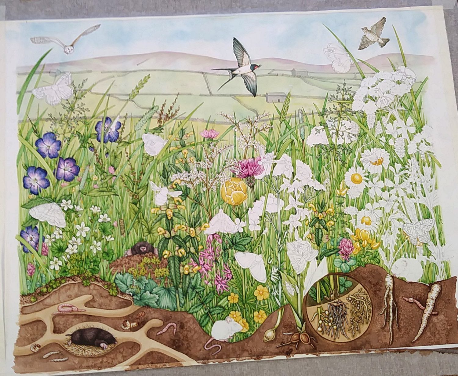 Illustrating a Cross section of Hay Meadow - Lizzie Harper