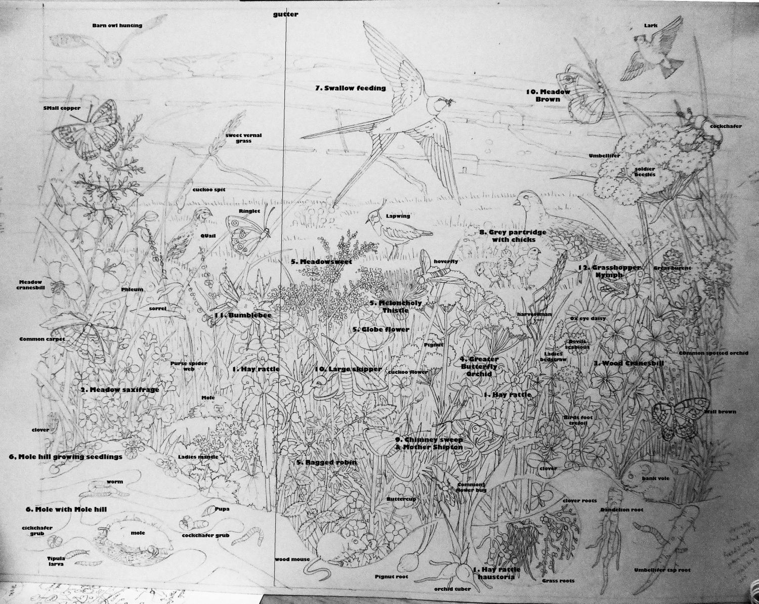 Illustrating a Cross section of Hay Meadow - Lizzie Harper