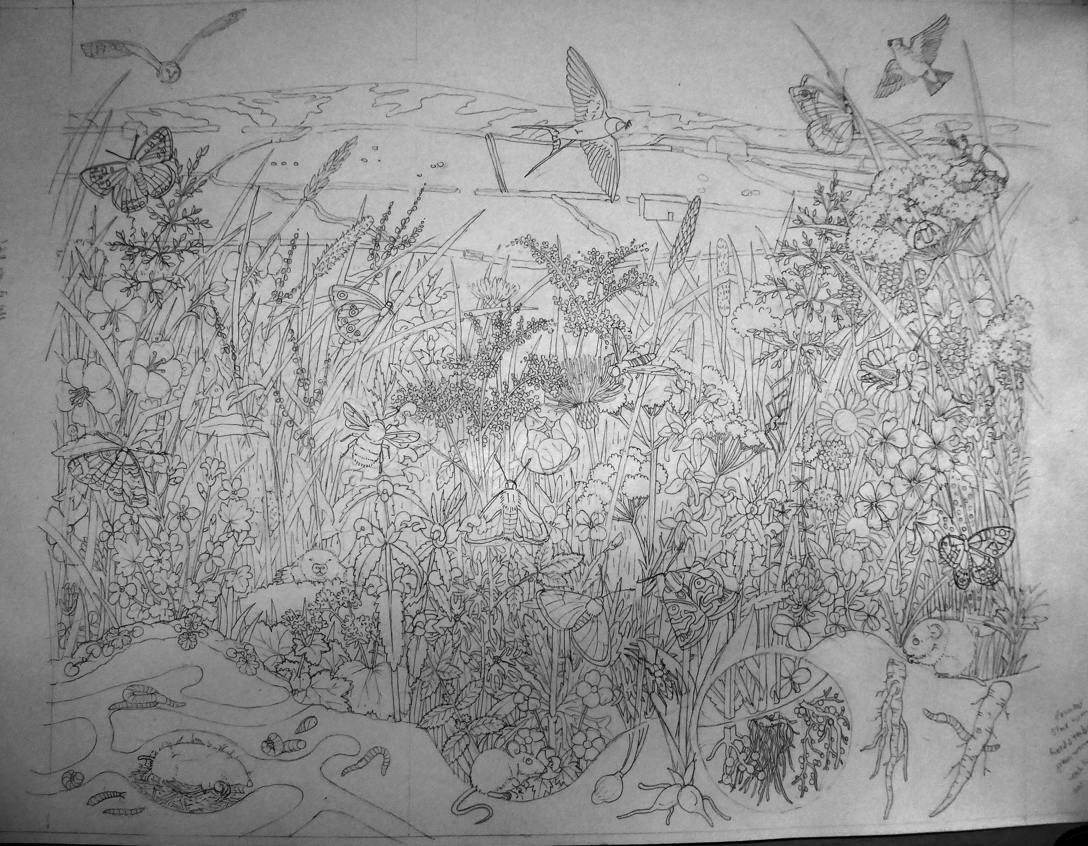 BBC rough illustration by Lizzie Harper - Lizzie Harper