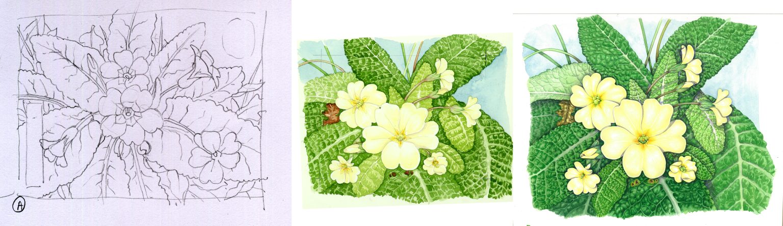 Guest Blog: Seven drawing exercises by Nathan Hughes - Lizzie Harper