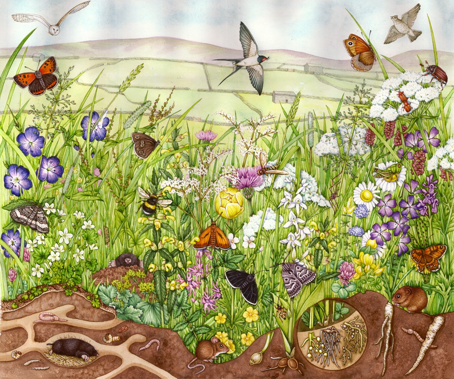 Illustrating a Cross section of Hay Meadow - Lizzie Harper