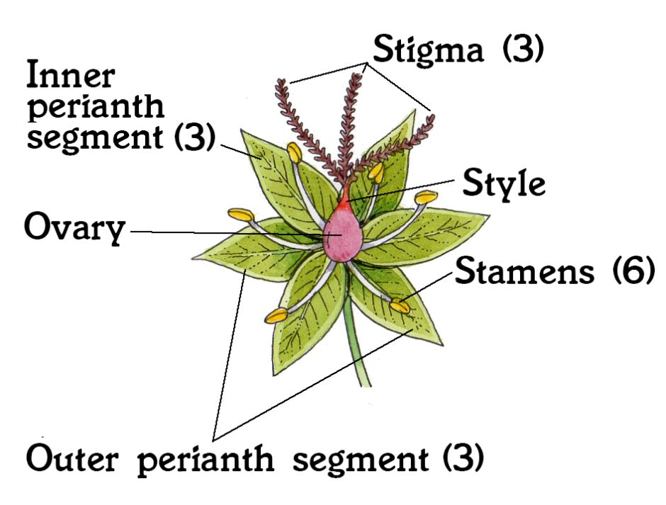 Rushes: An Introduction - Lizzie Harper