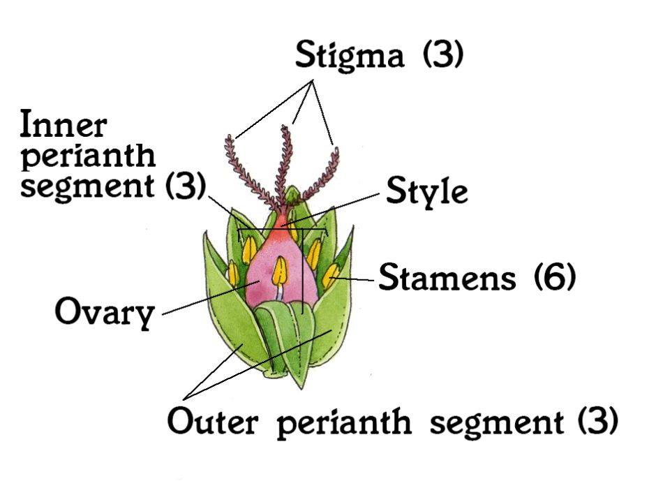 Rushes: An Introduction - Lizzie Harper