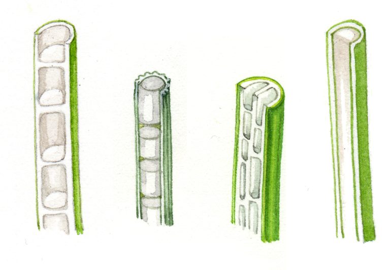 Rushes: An Introduction - Lizzie Harper