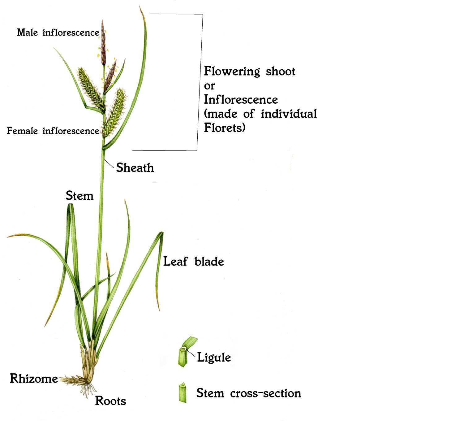 Sedges: An introduction - Lizzie Harper