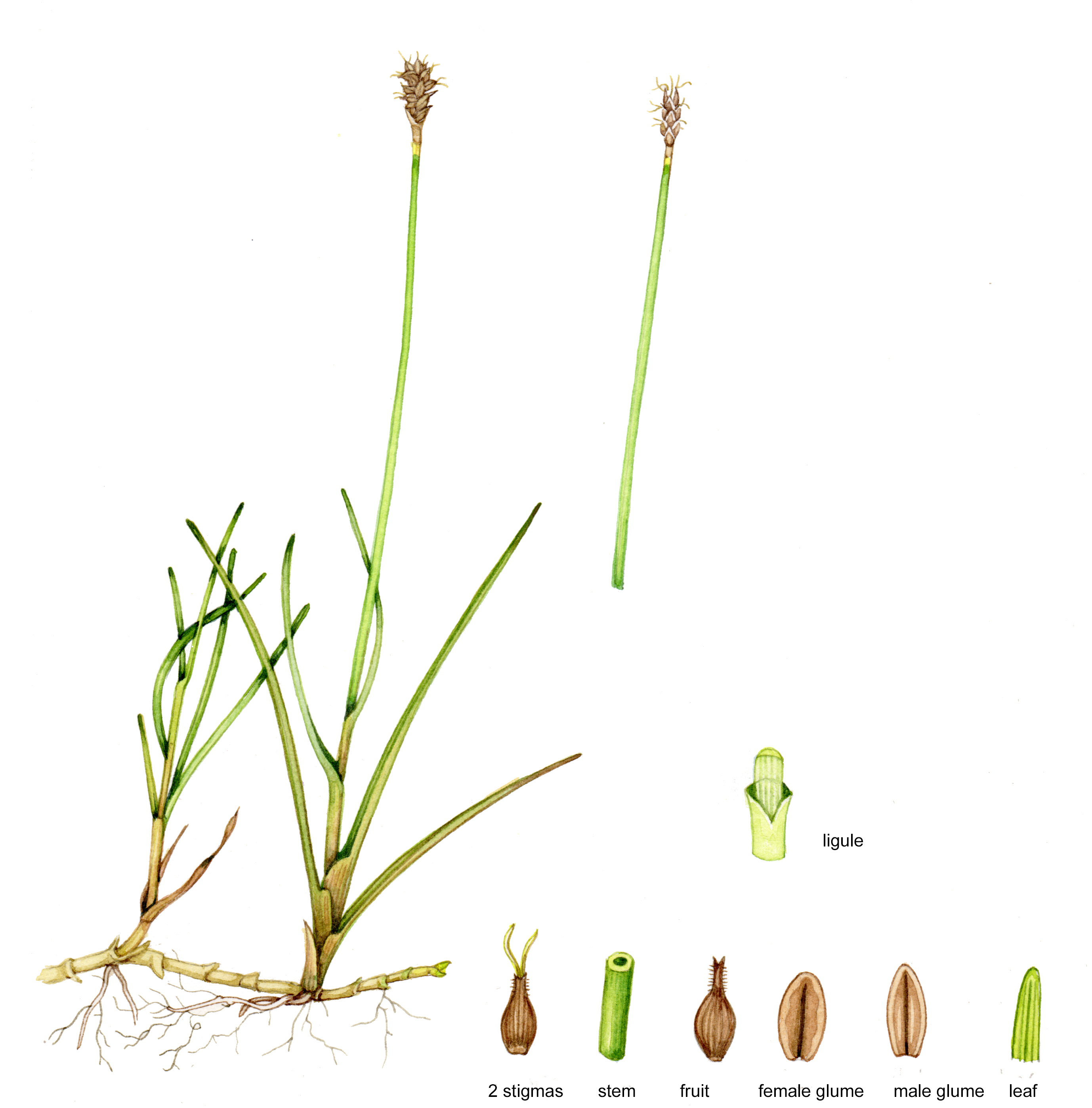 Sedge different flowers different plants Diocecious sedge Carex dioica ...