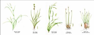 Sedges: An introduction - Lizzie Harper