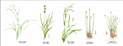 Sedges: An introduction - Lizzie Harper