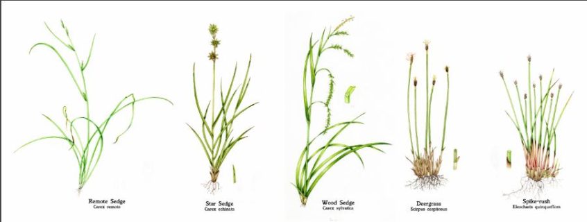 Sedges: An introduction - Lizzie Harper
