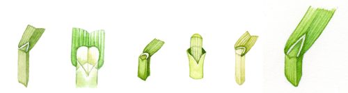 Sedges, Grasses and Rushes: Telling the families apart - Lizzie Harper