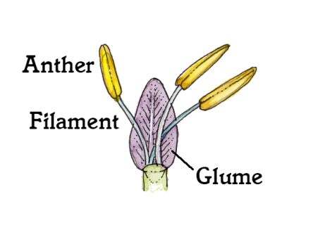 Sedges: An introduction - Lizzie Harper