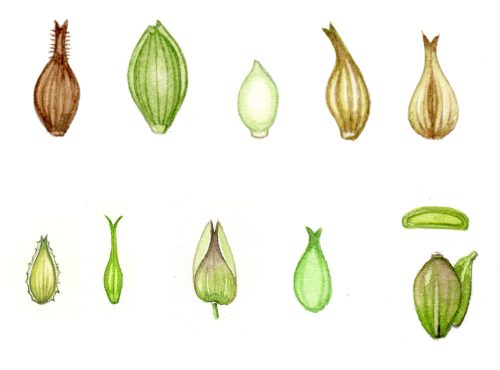 Sedge nutlet variety botanical illustration by Lizzie Harper - Lizzie ...