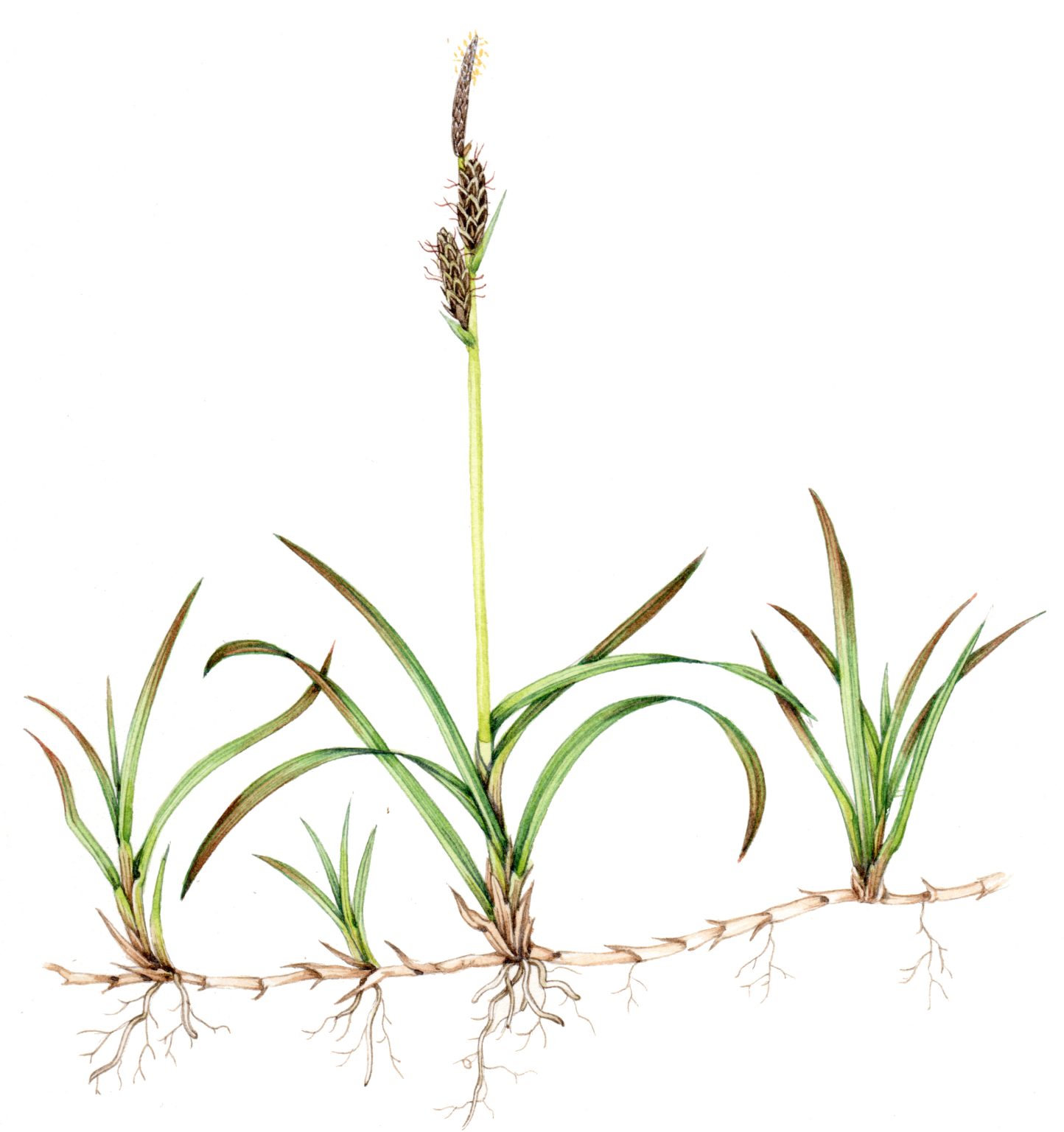 Sedges: An introduction - Lizzie Harper